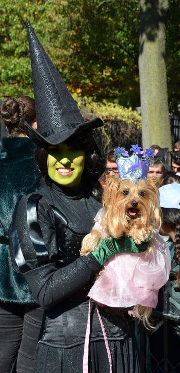 15 Pics That Prove Yorkshire Terriers Always Win At Halloween