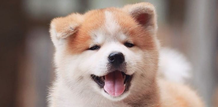14 Perfect Facts About Loyal Akita Inu - PetPress