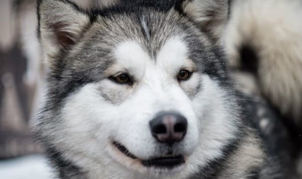 14 Fun Facts About Alaskan Malamutes - PetPress
