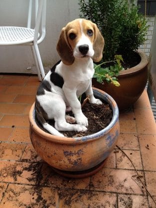 14 Funny Beagle Pictures That Will Cheer You Up - Page 2 of 4 - PetPress