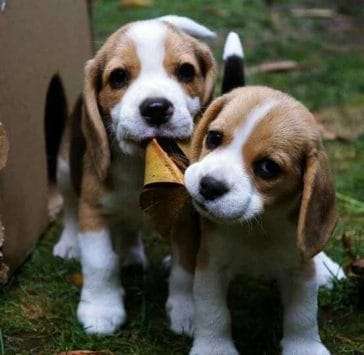 14 Funny Beagle Pictures That Will Cheer You Up - PetPress