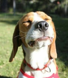 14 Funny Beagle Pictures That Will Cheer You Up - PetPress