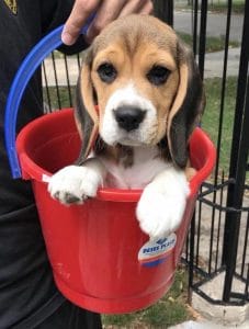 14 Funny Beagle Pictures That Will Cheer You Up - PetPress