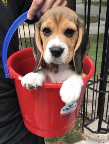 14 Funny Beagle Pictures That Will Cheer You Up - PetPress