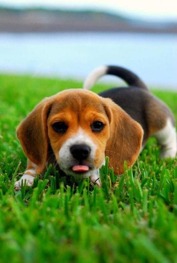 14 Funny Beagle Pictures That Will Cheer You Up - PetPress
