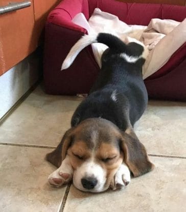 14 Funny Beagle Pictures That Will Cheer You Up - Page 2 of 4 - PetPress