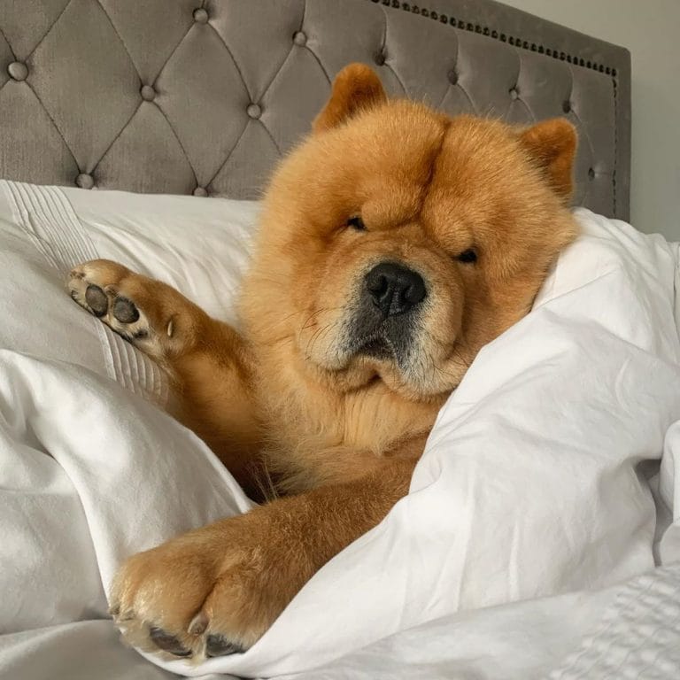 14 Interesting Facts About Chow Chow - PetPress