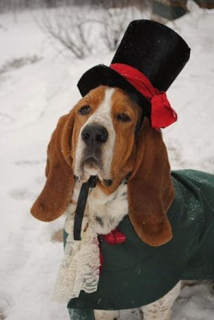 14 Trendy Basset Hound Halloween Costumes - PetPress