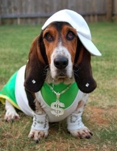 14 Trendy Basset Hound Halloween Costumes - PetPress