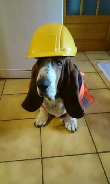 14 Trendy Basset Hound Halloween Costumes - PetPress