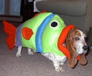 14 Trendy Basset Hound Halloween Costumes - PetPress
