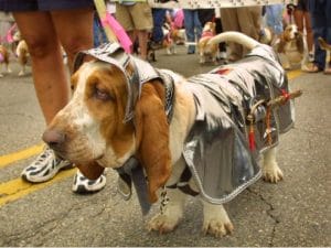 14 Trendy Basset Hound Halloween Costumes - PetPress