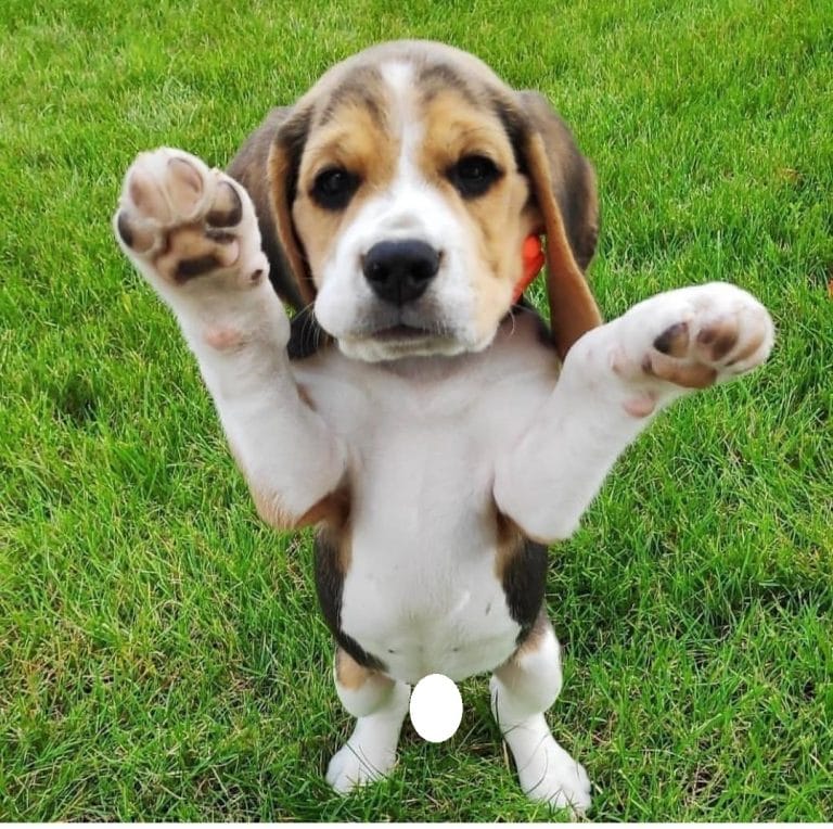 14 Pictures To Prove That Beagle Is The Most Friendly Dog - PetPress