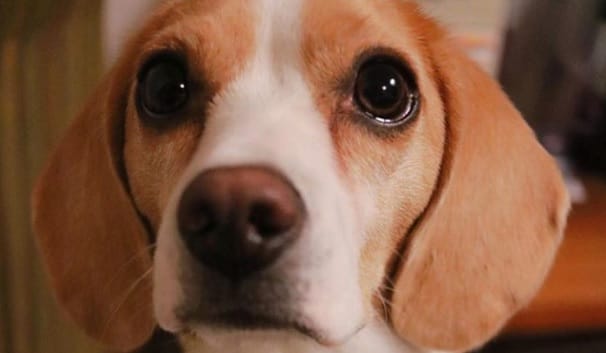 14 Fascinating Beagle Facts - PetPress