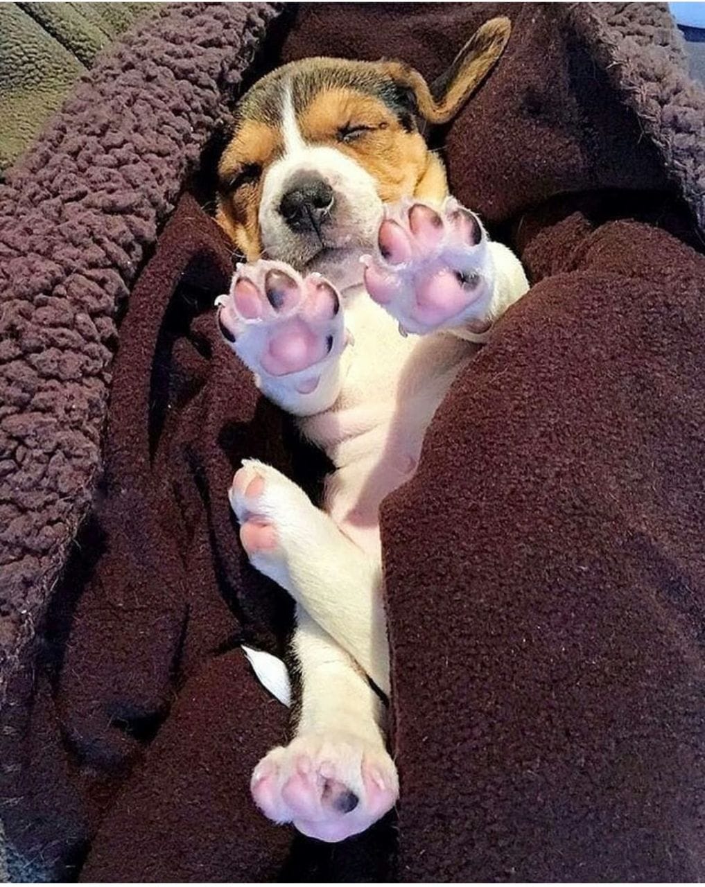 14 Things Only Beagle Owners Would Know - PetPress