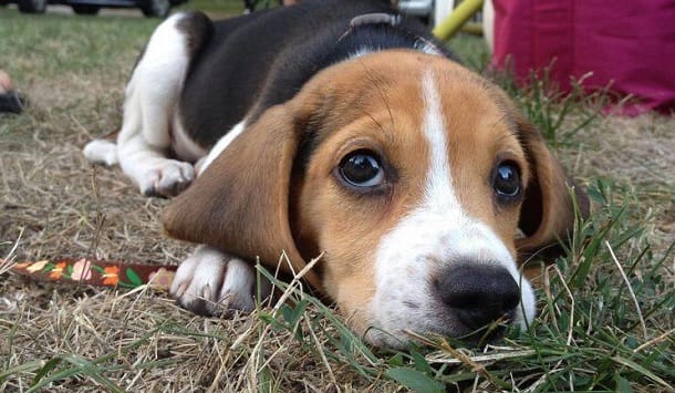 14 Adorable Beagles Who Just Want to Play - PetPress