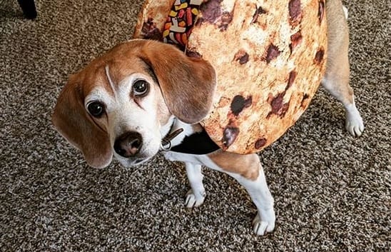 14 Funny Halloween Costumes for Beagles - PetPress