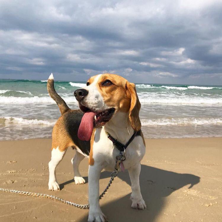 14 Adorable Beagles Who Just Want to Play - PetPress