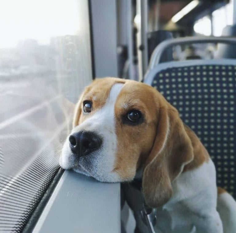 14 Cute Pictures Proving That Beagles Can Be the True Friends - PetPress