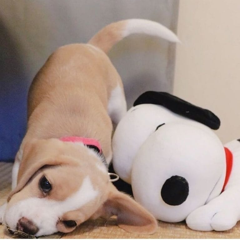 14 Unusual Things Your Beagles Love - PetPress