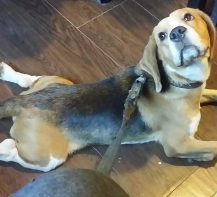 14 Adorable Beagles Who Just Want to Play - PetPress