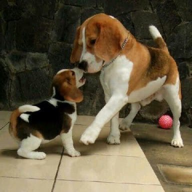 14 Adorable Beagles Who Just Want to Play - PetPress