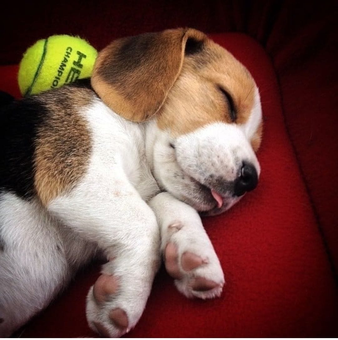 15 Adorable Photos of Beagles Who Will Entrance in Your Soul - PetPress