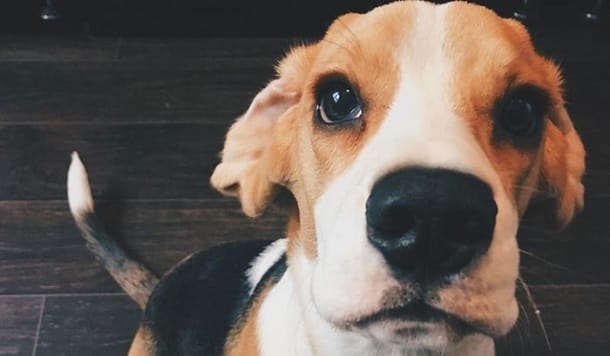 14 Unusual Things Your Beagles Love - PetPress