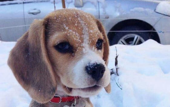 14 Winter Facts About Beagles You Never Know - PetPress