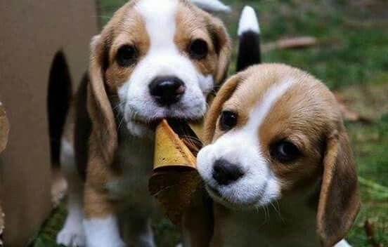 14 Funny Beagle Pictures That Will Cheer You Up - PetPress