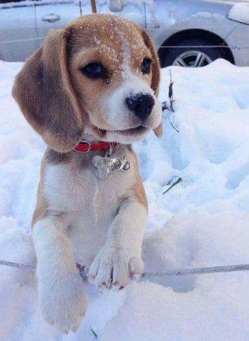14 Winter Facts About Beagles You Never Know - PetPress
