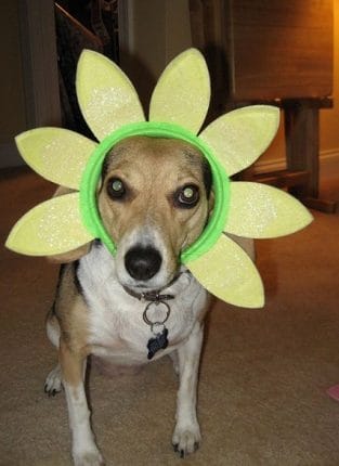 14 Funny Halloween Costumes for Beagles - Page 2 of 3 - PetPress