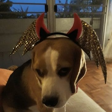14 Funny Halloween Costumes for Beagles - Page 2 of 3 - PetPress