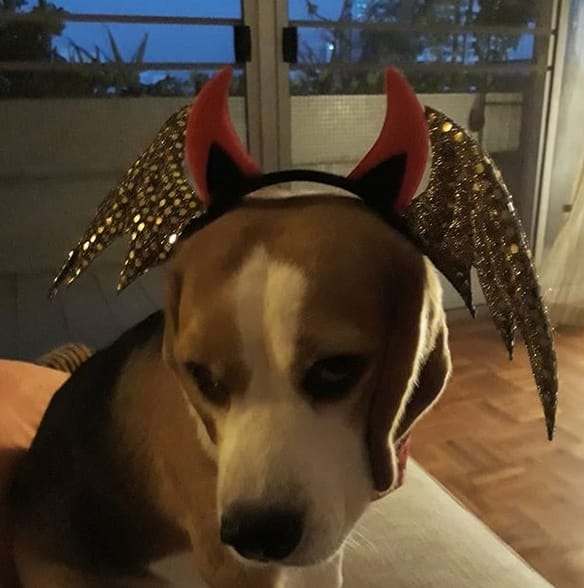14 Funny Halloween Costumes for Beagles - Page 2 of 3 - PetPress