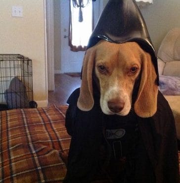 14 Funny Halloween Costumes for Beagles - Page 2 of 3 - PetPress