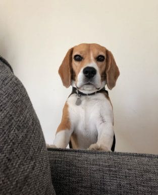 14 Things Only Beagle Owners Would Know - Page 3 of 3 - PetPress