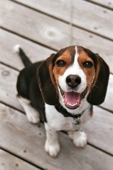 14 Beagle Facts You Should Not Miss - PetPress