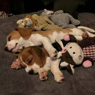 15 Adorable Photos of Beagles Who Will Entrance in Your Soul - PetPress