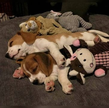 15 Adorable Photos of Beagles Who Will Entrance in Your Soul - PetPress