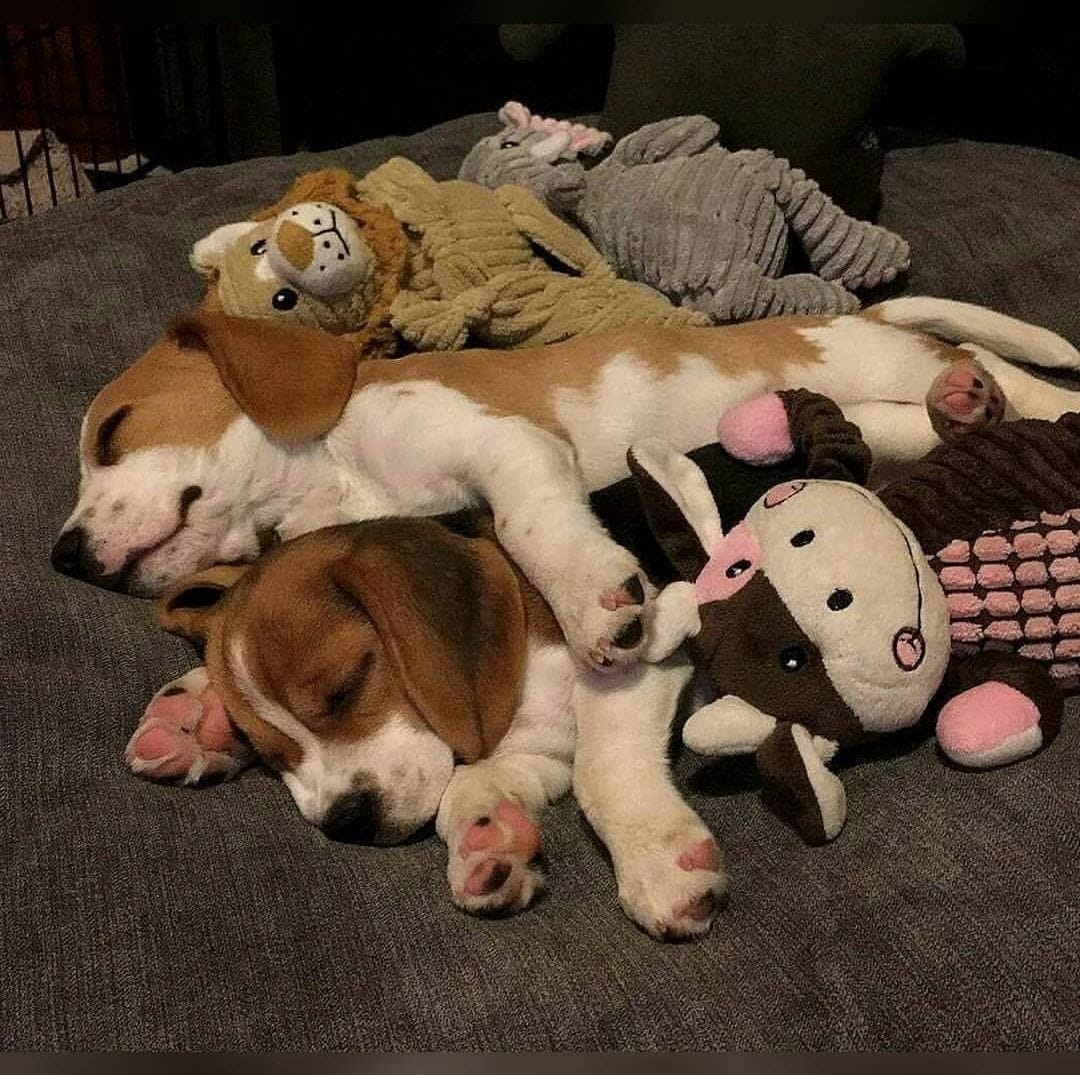 15 Adorable Photos of Beagles Who Will Entrance in Your Soul - PetPress