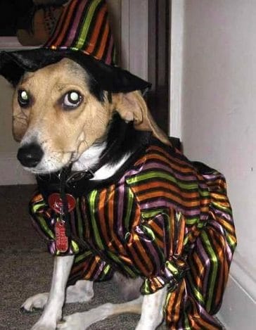 14 Funny Halloween Costumes for Beagles - PetPress