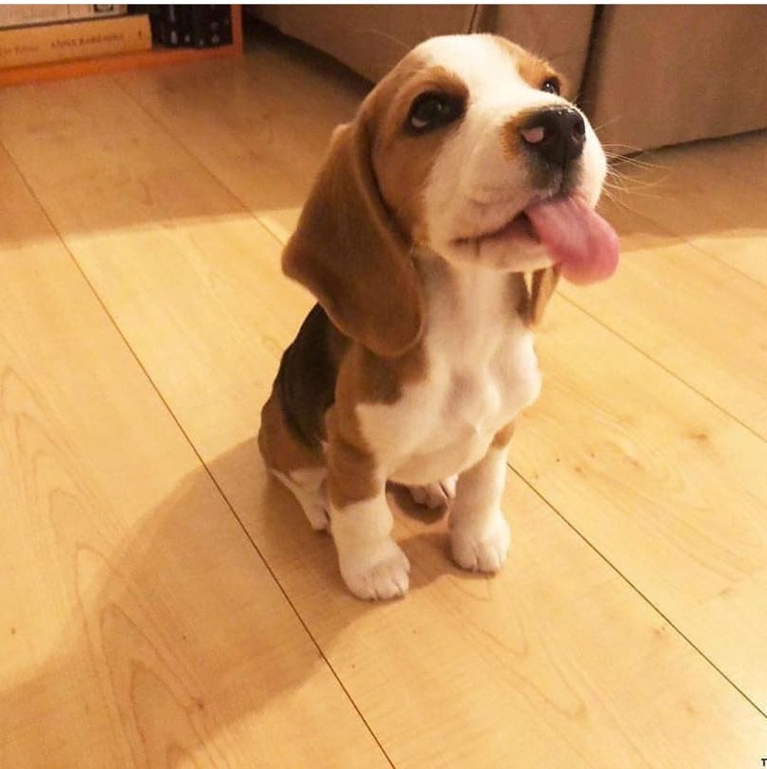 14 Cute Pictures Proving That Beagles Can Be the True Friends - PetPress