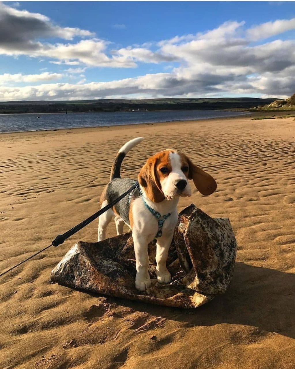 14 Unusual Things Your Beagles Love - PetPress