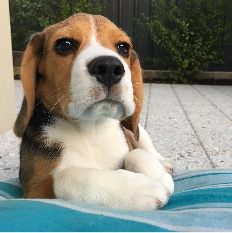 14 Pictures Of Beagles That Can Cheer You Up - PetPress