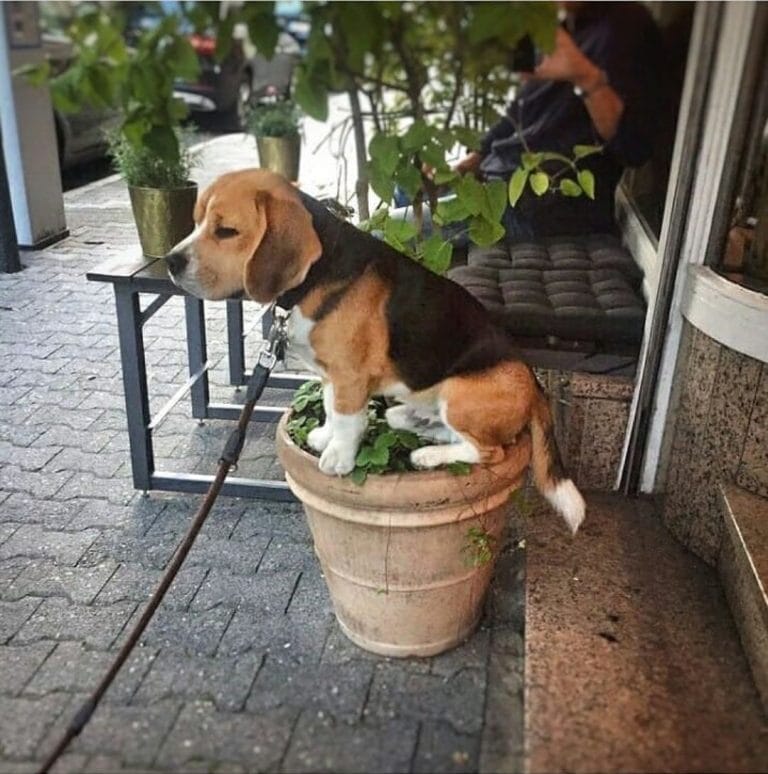 15 Adorable Photos of Beagles Who Will Entrance in Your Soul - PetPress