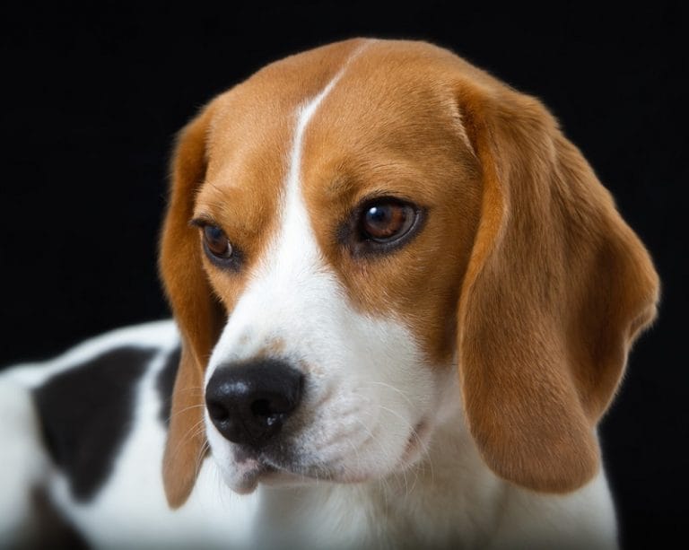 14 Beagle Facts You Should Not Miss - PetPress
