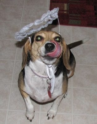 14 Funny Halloween Costumes for Beagles - PetPress