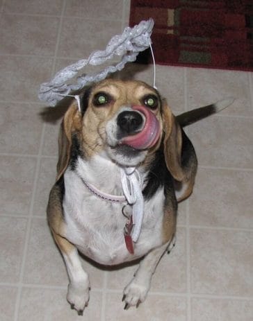14 Funny Halloween Costumes for Beagles - PetPress