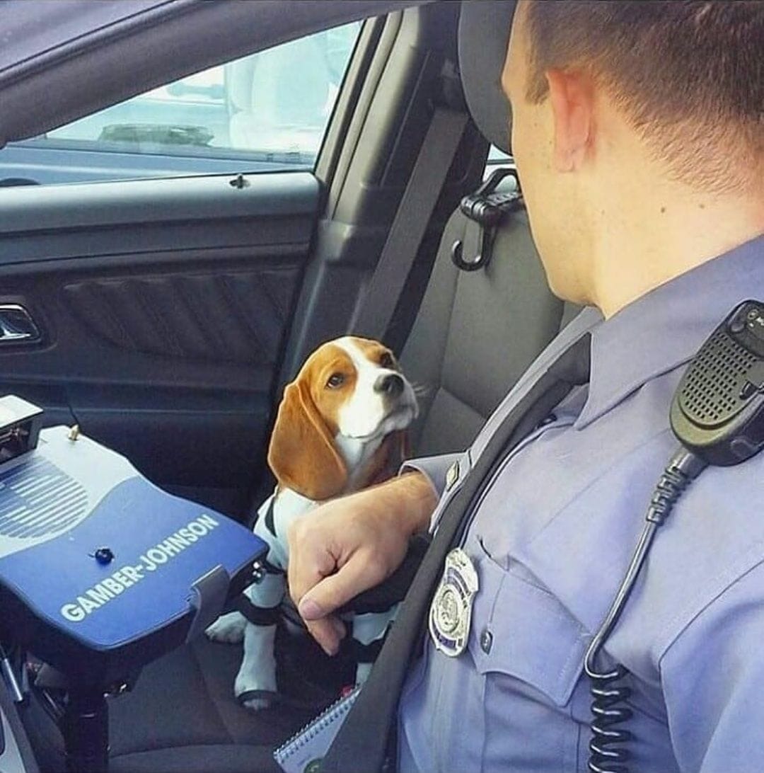 15 Adorable Photos of Beagles Who Will Entrance in Your Soul - PetPress