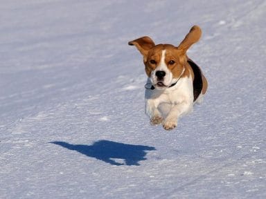 14 Winter Facts About Beagles You Never Know - PetPress